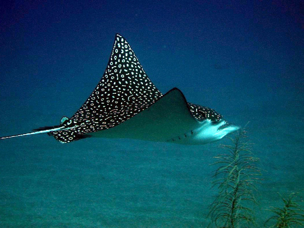 Oahu Night Dive | Reef Pirates Diving
